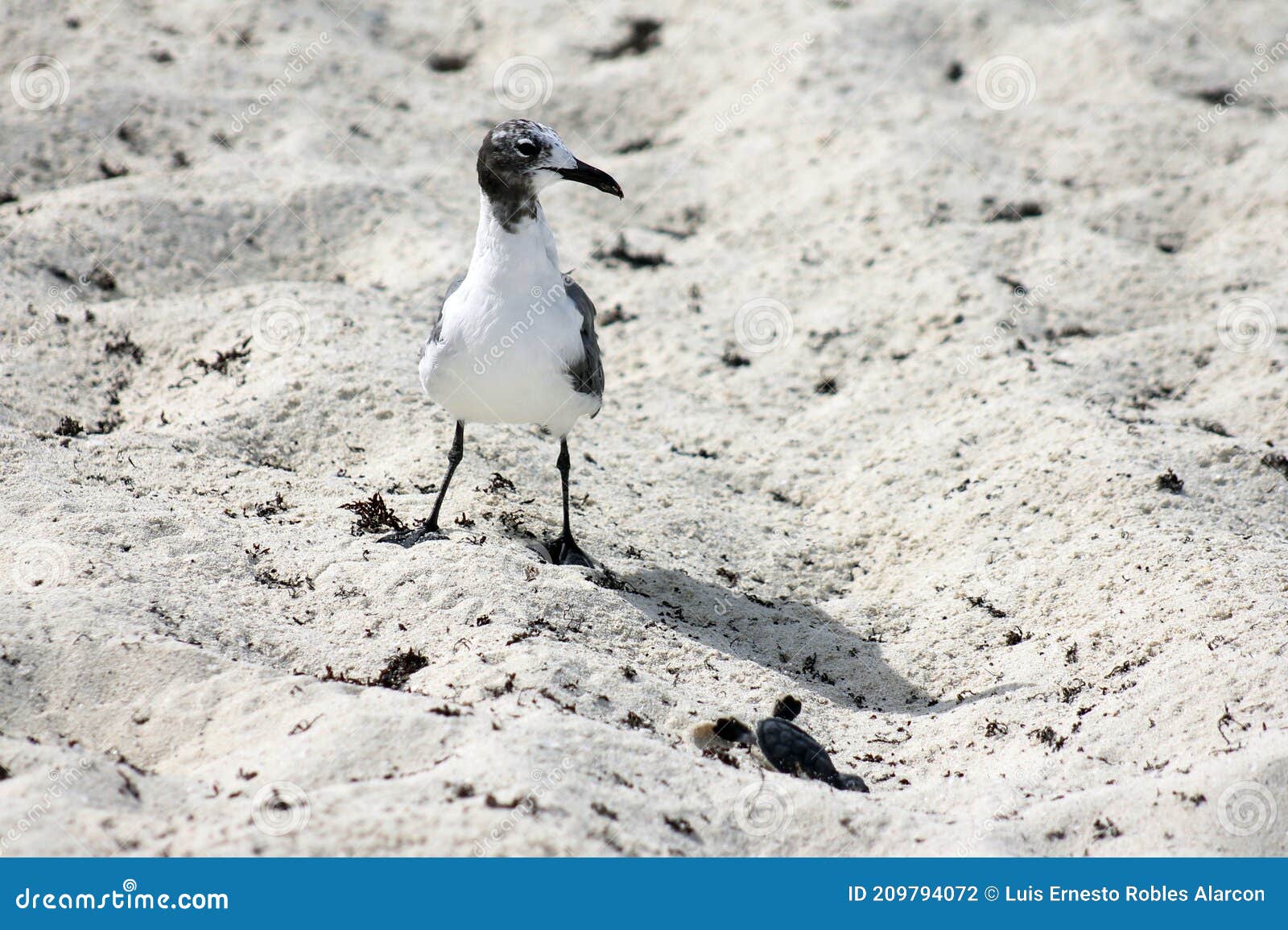 Small White Bird Walking on the Beach Sand of Caribbean Stock Photo ...