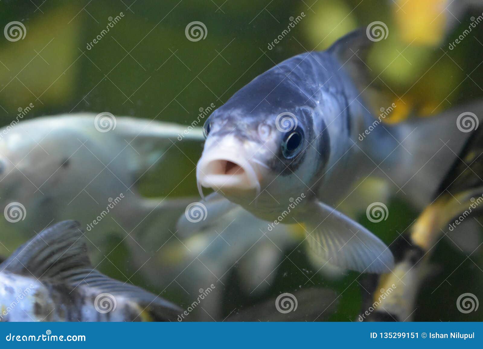 Small White and Black Calf Fish. Stock Image - Image of white, colors ...