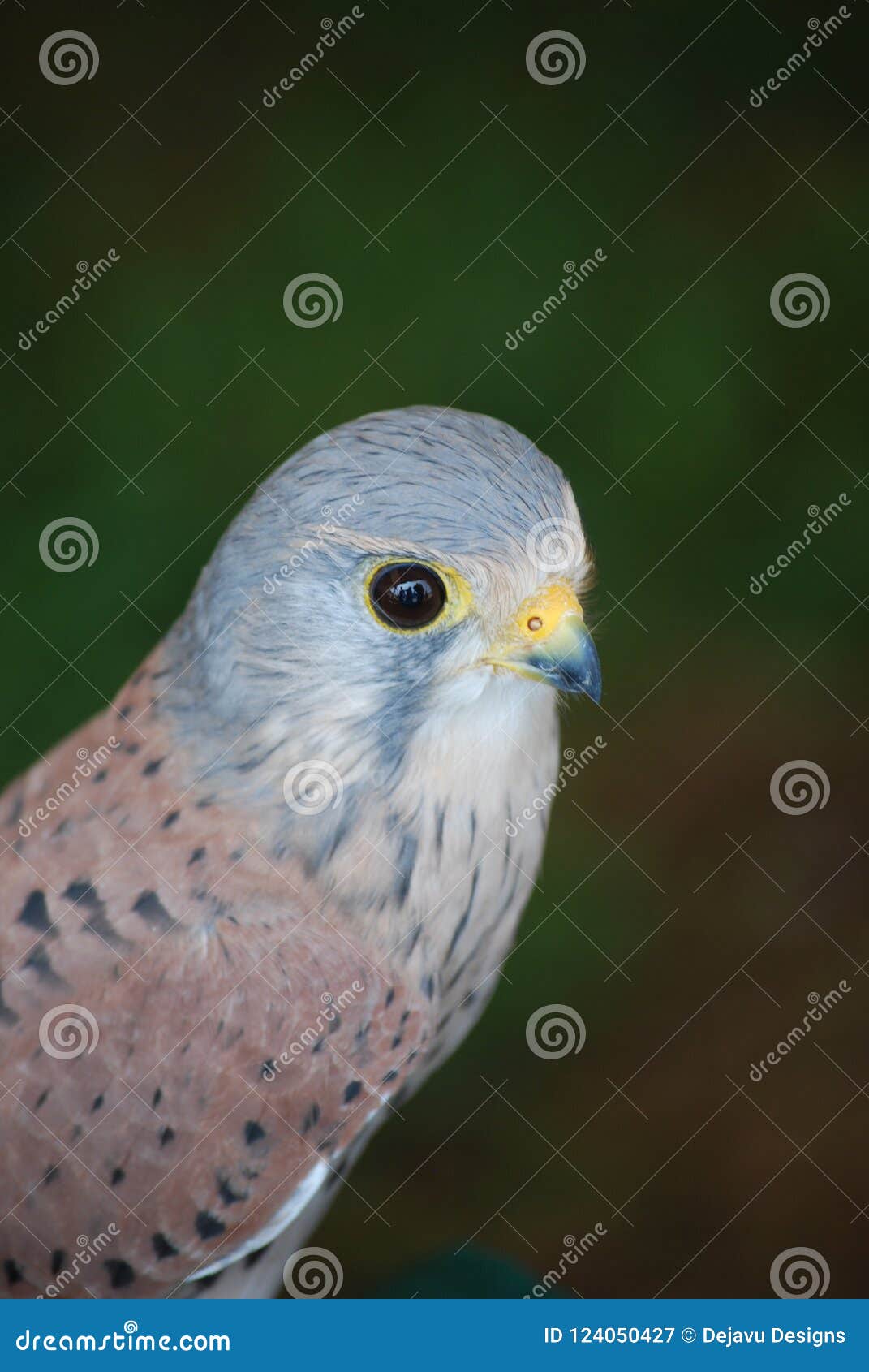 Small White and Blue Feathered Falcon Looking Straight Stock Image ...