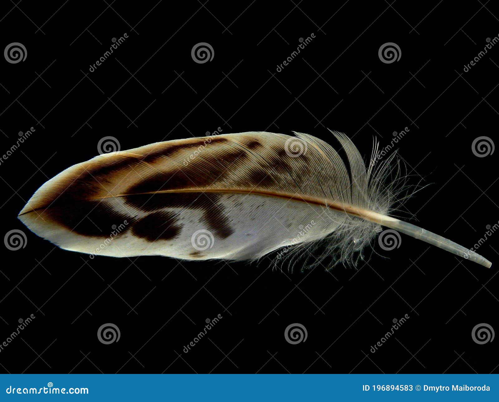 Small White-brown Feather on a Black Background # 1 Stock Image - Image ...