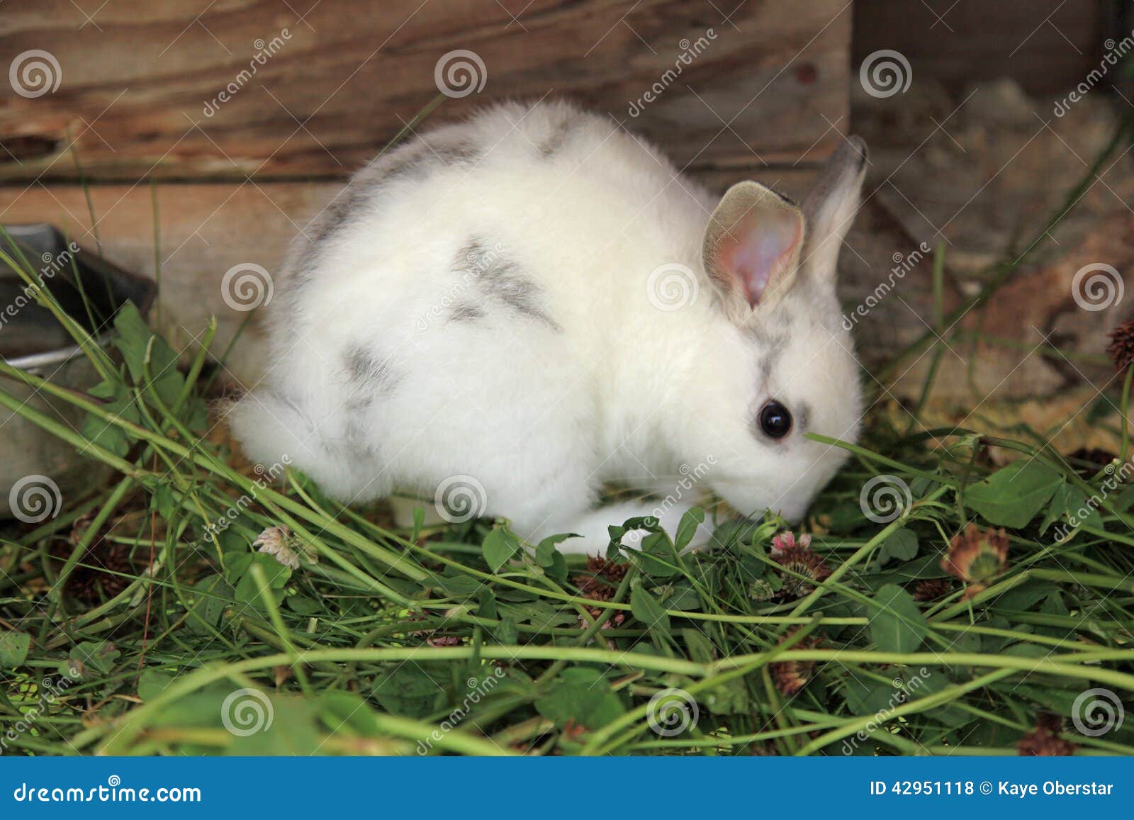 Small white bunny rabbit stock photo. Image of spotted - 42951118