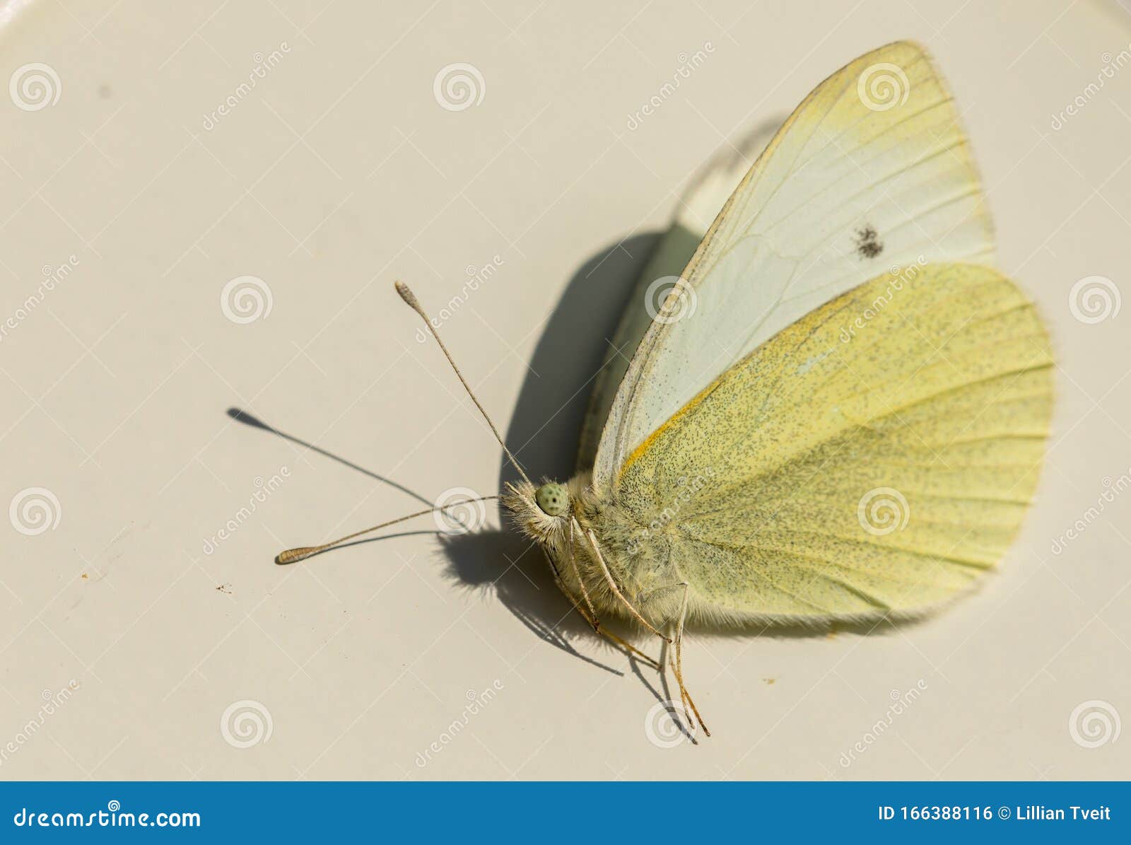 Small White Butterfly - Pieris Rapae - Male Insect, View from the Side ...