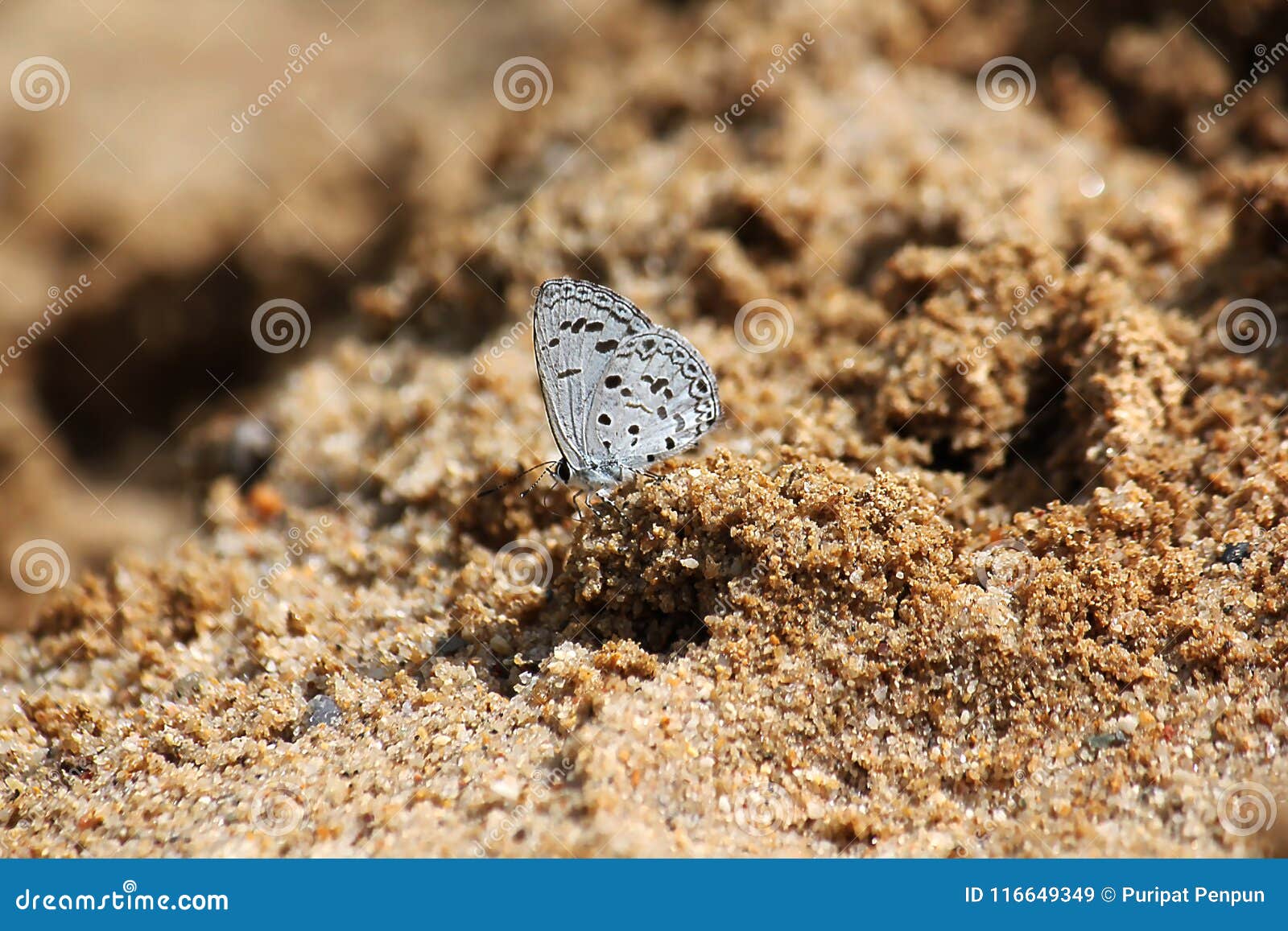 A Small White Butterfly is on the Sand. Stock Image - Image of ...