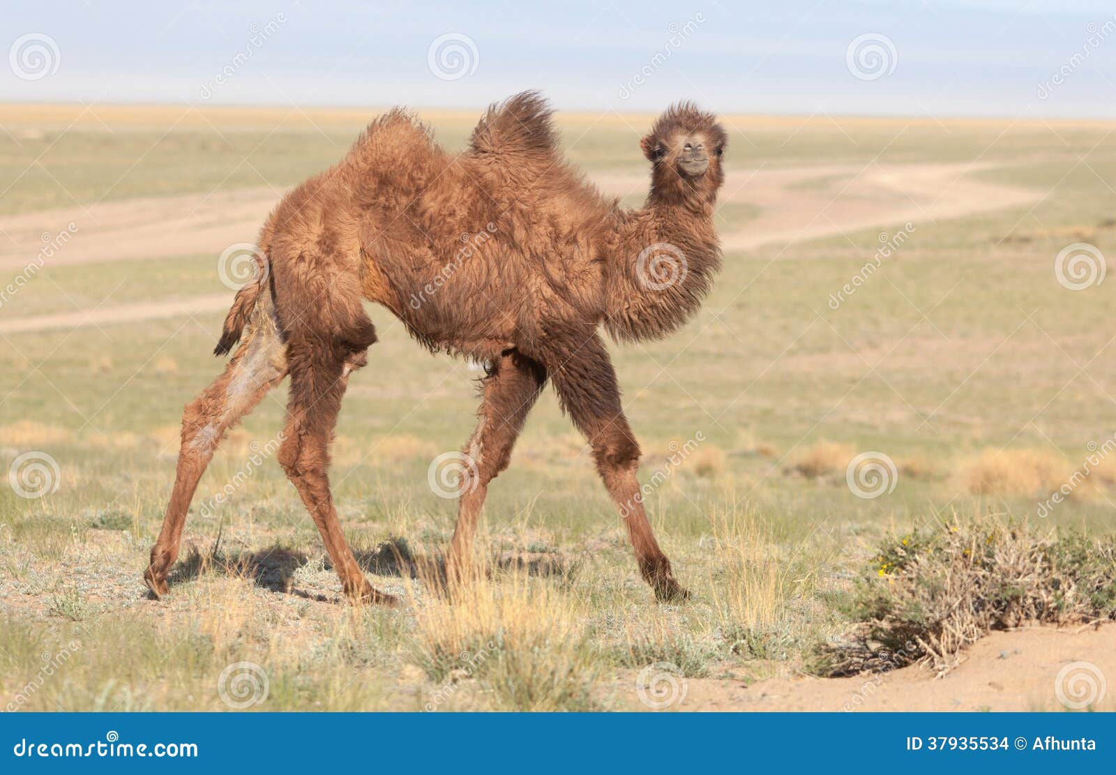 Small white camel stock photo. Image of bactrian, endurance - 37935534