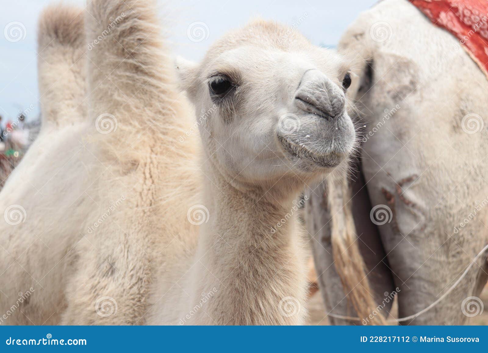 A Small White Camel on Ai-Petri Mountain Stock Photo - Image of goats ...