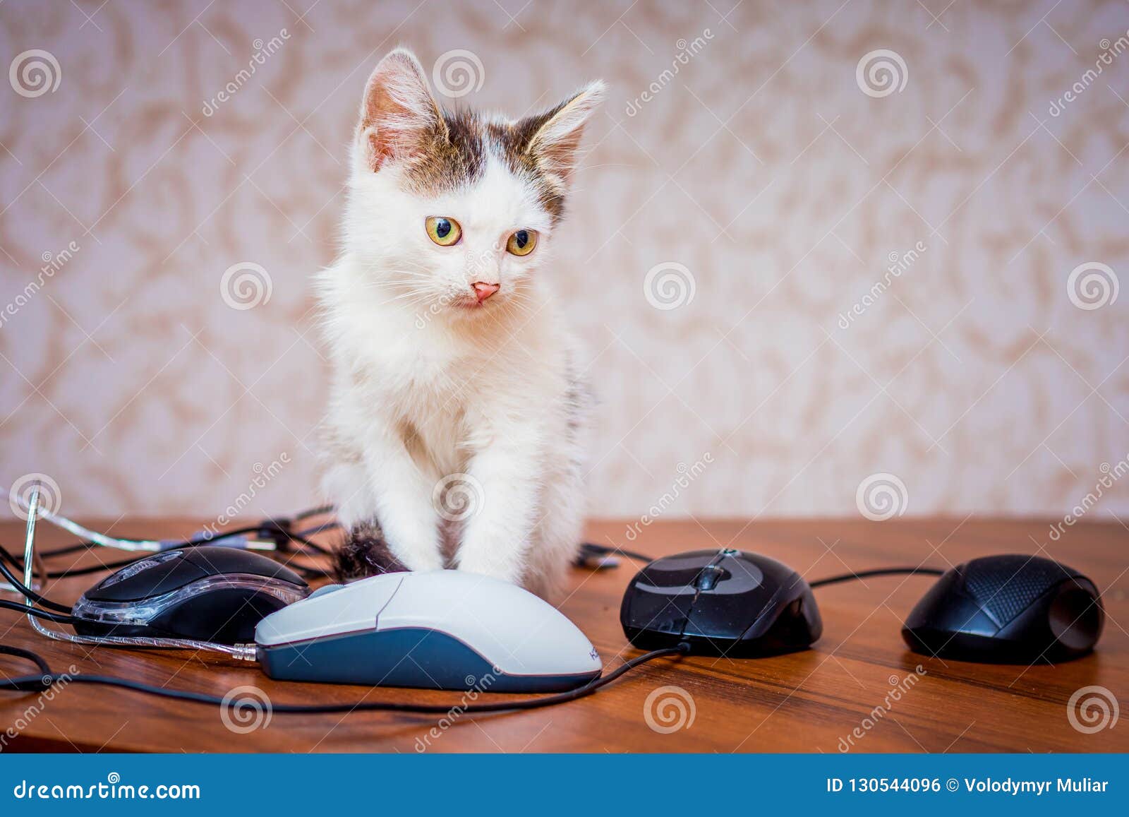 Small White Cat Sits on a Table among Computer Mouses_ Stock Photo ...