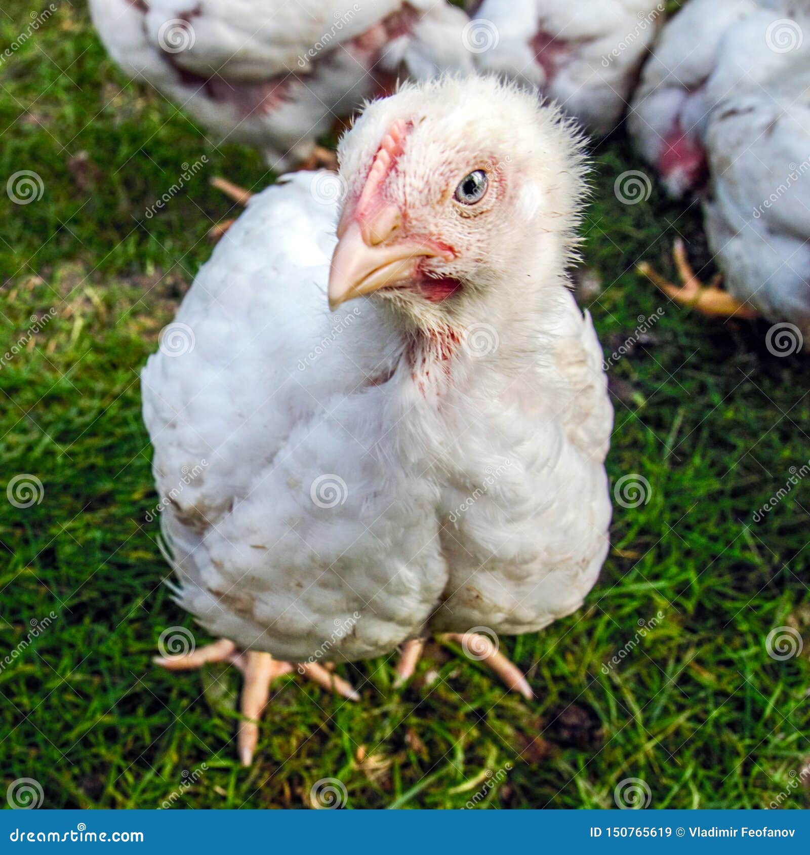 Small White Chicken, Meat Breed Czech Broiler, Close-up Stock Image ...
