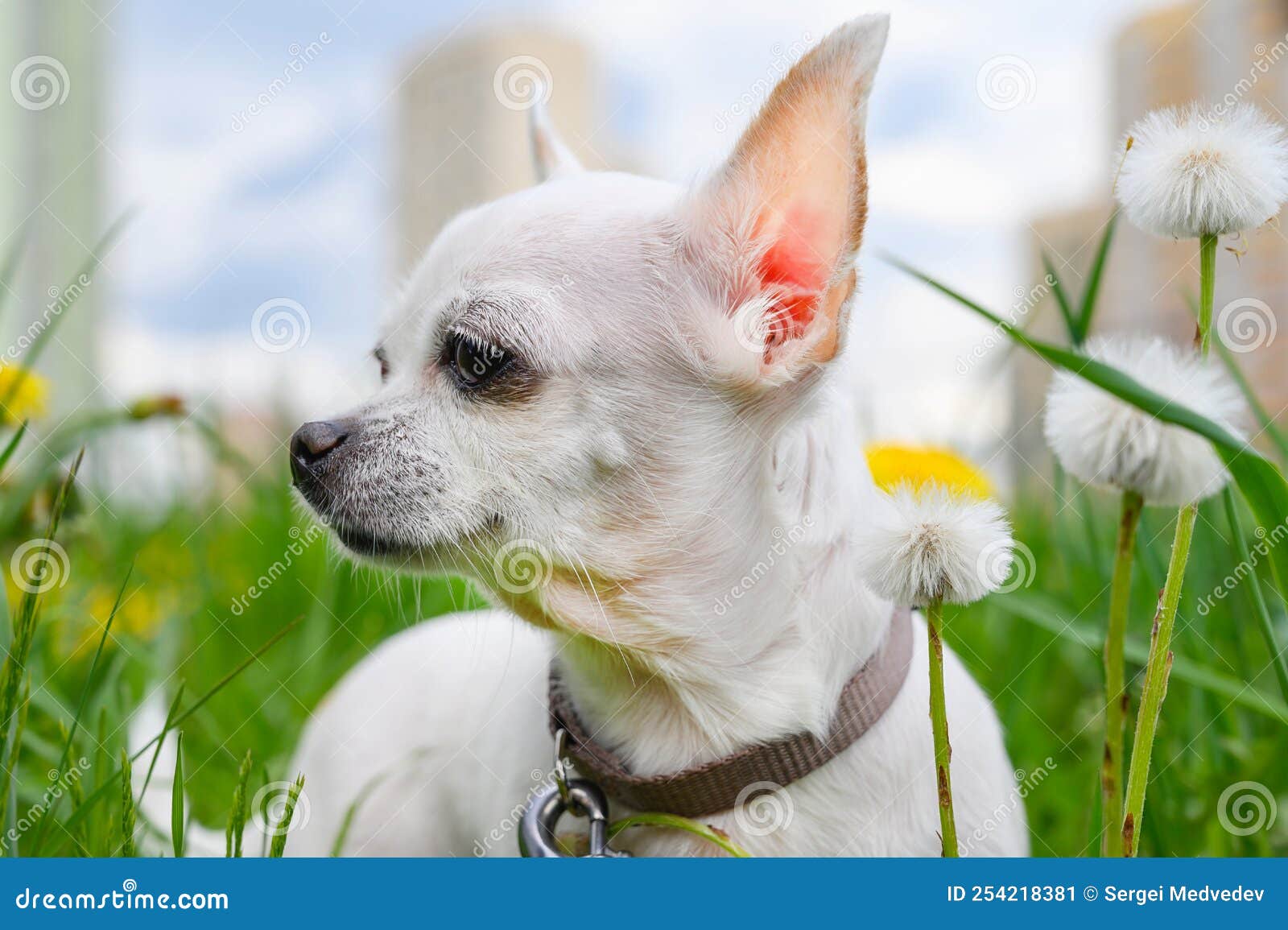 A Small White Chihuahua Dog Poses Standing among Tall Yellow Dandelions ... A Small White Chihuahua Dog Poses Standing among Tall Yellow Dandelions ...
