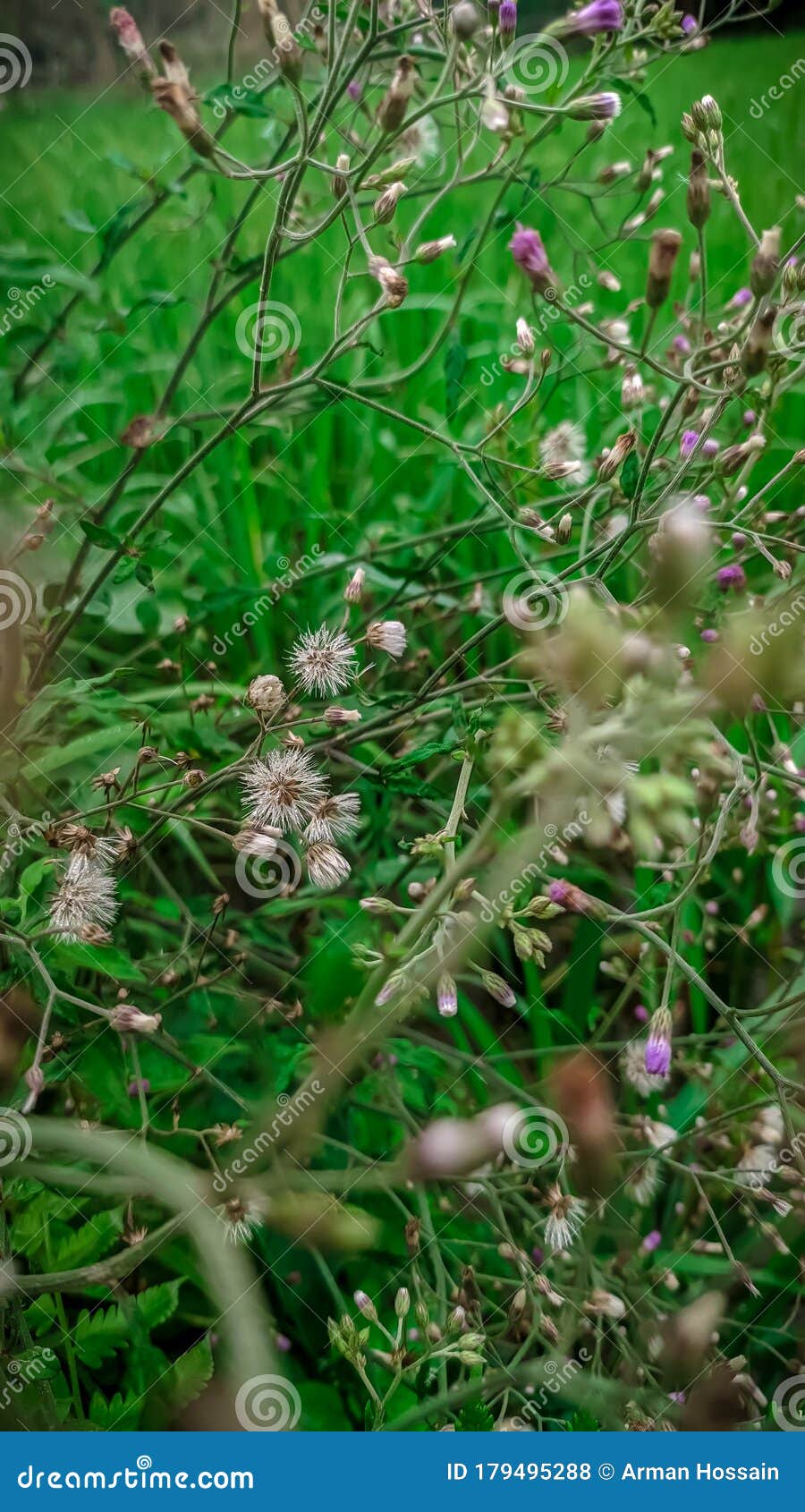 The Small White Color Flowers Stock Photo - Image of popular, color ...
