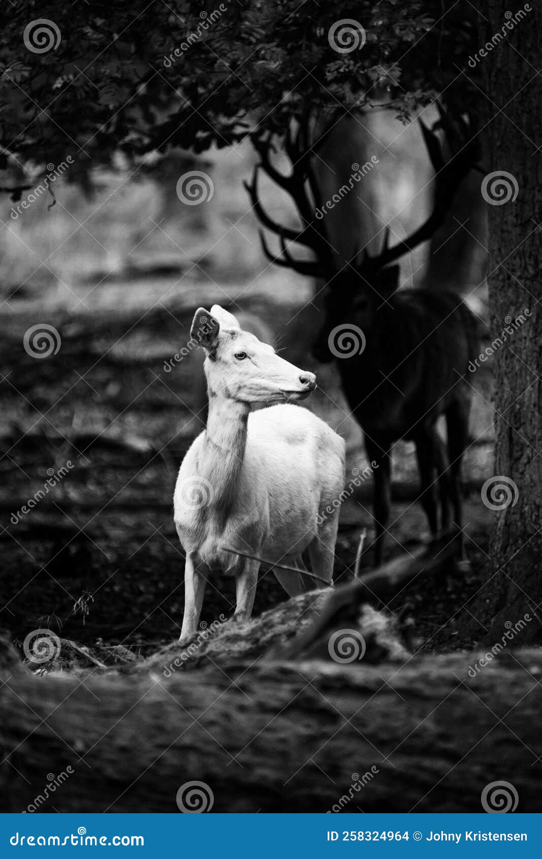 Small White Deer in Forest in Black and White Stock Photo - Image of ...