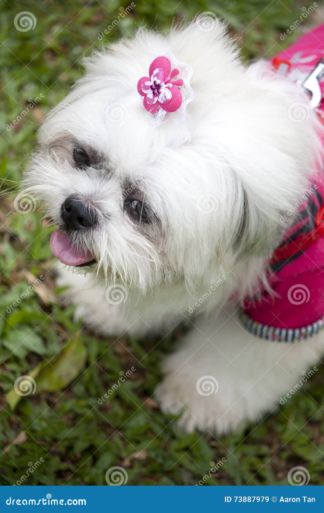 Frog Mohawk Stock Photos - Free & Royalty-Free Stock Photos from Dreamstime