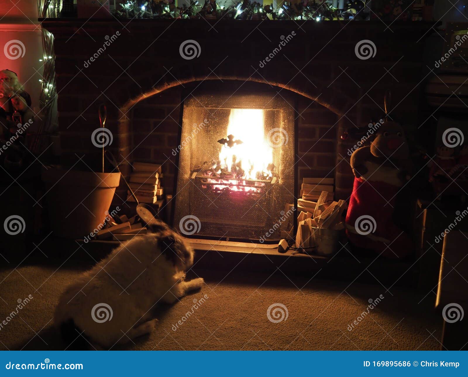 Small White Dog Sat in Front of Roaring Fire Stock Photo - Image of ...