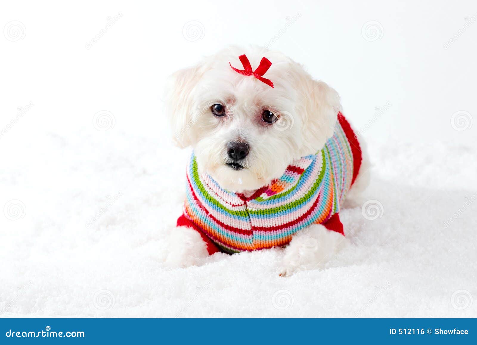 Small White Dog in Winter Scene Stock Photo - Image of turtleneck ...