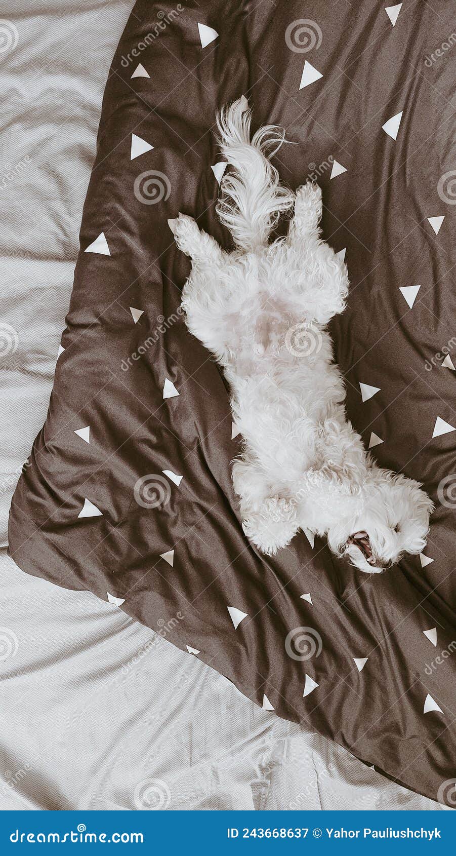 A Small White Dog Yawns Sprawled on the Bed Stock Image - Image of ...