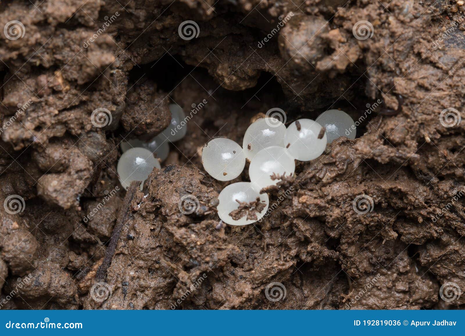 Small White Eggs of Slug Mariaella Dussumier Stock Photo - Image of ...