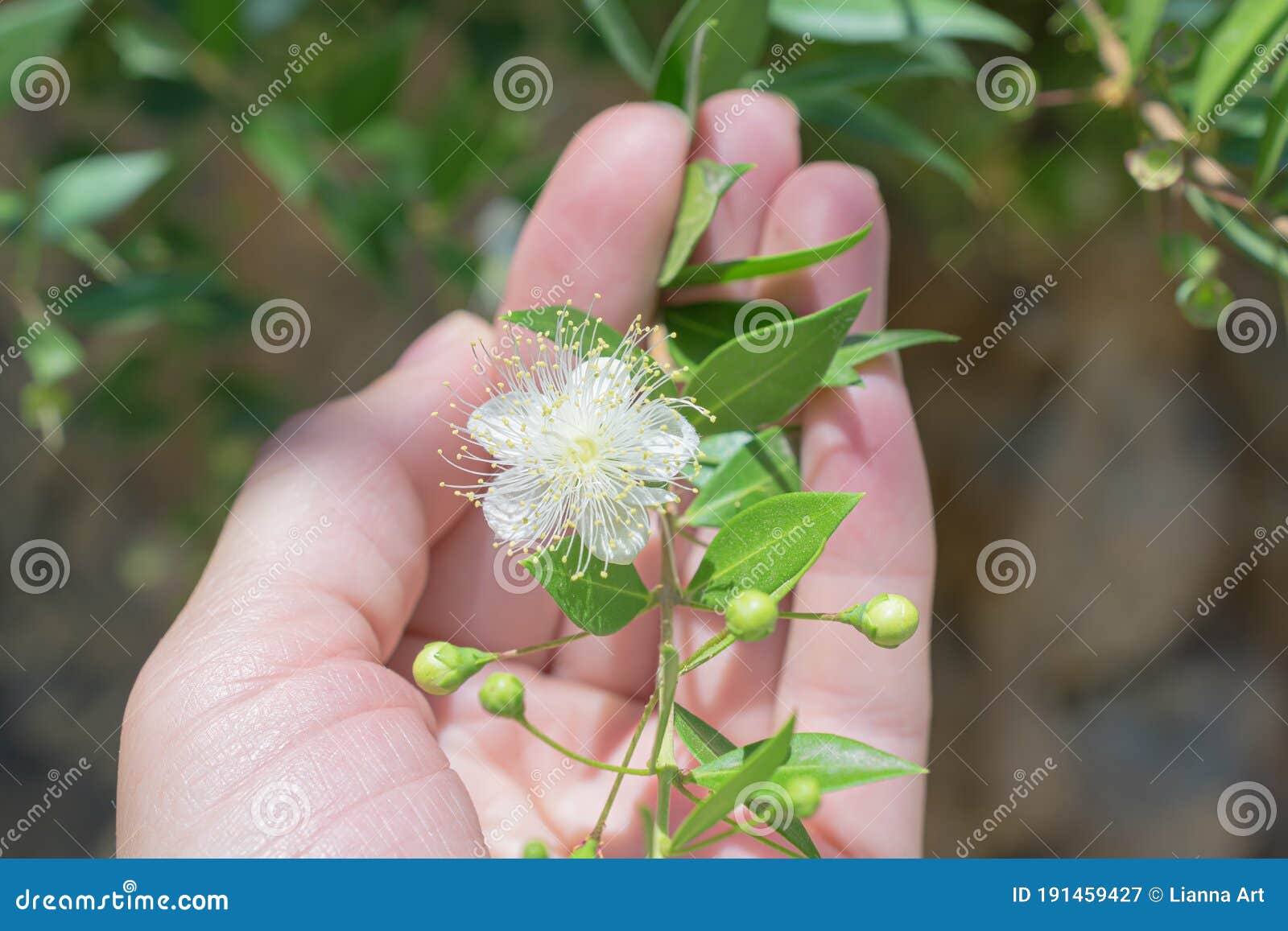 Small White Evergreen Myrtle Myrtus Flower in the Hand Stock Image ...