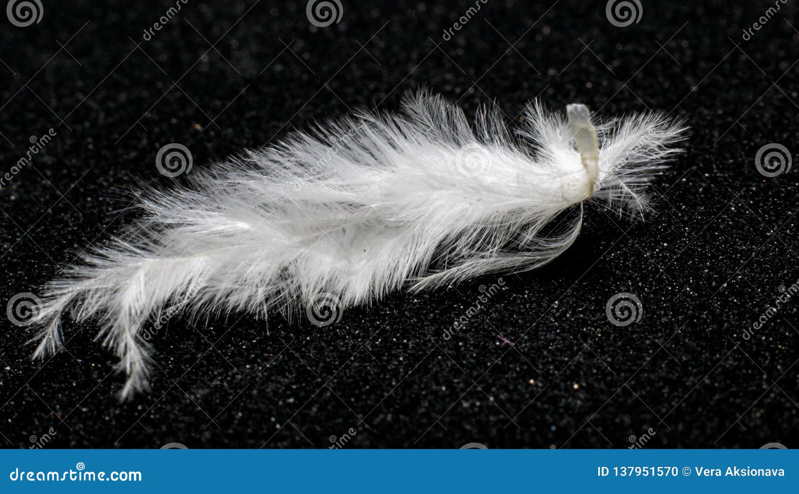 Small White Feather on a Black Background Stock Photo - Image of ...