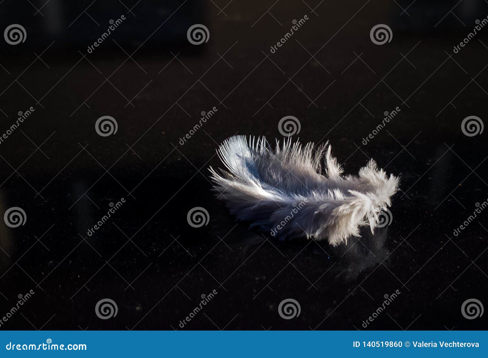 Small White Feather on the Dark Surface of the Car Stock Photo - Image ...