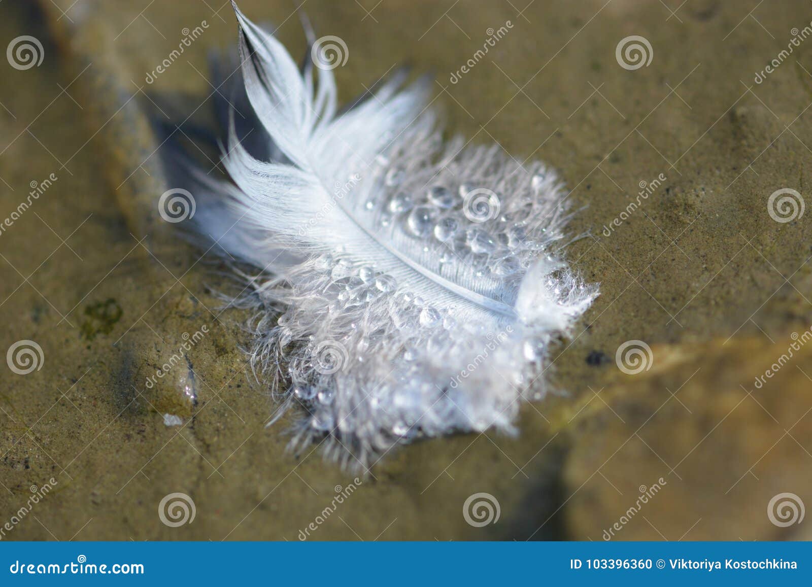 Small white feather stock photo. Image of fluffy, white - 103396360