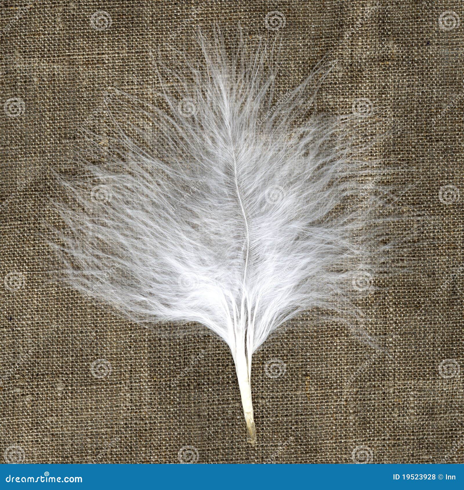Small White Feather on the Natural Material Stock Photo - Image of ...