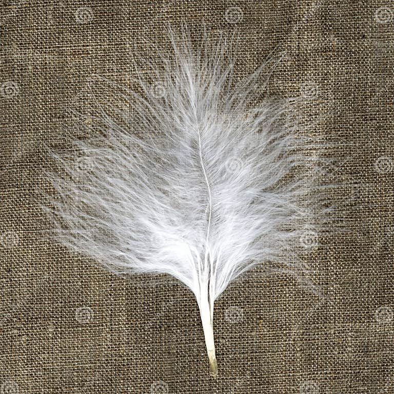 Small White Feather on the Natural Material Stock Photo - Image of ...