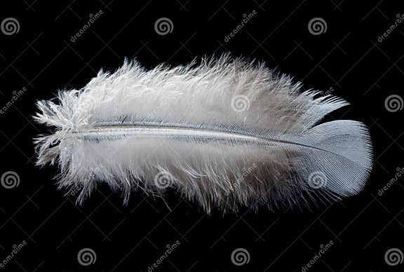 Small White Feather. stock photo. Image of soft, bird - 187376910