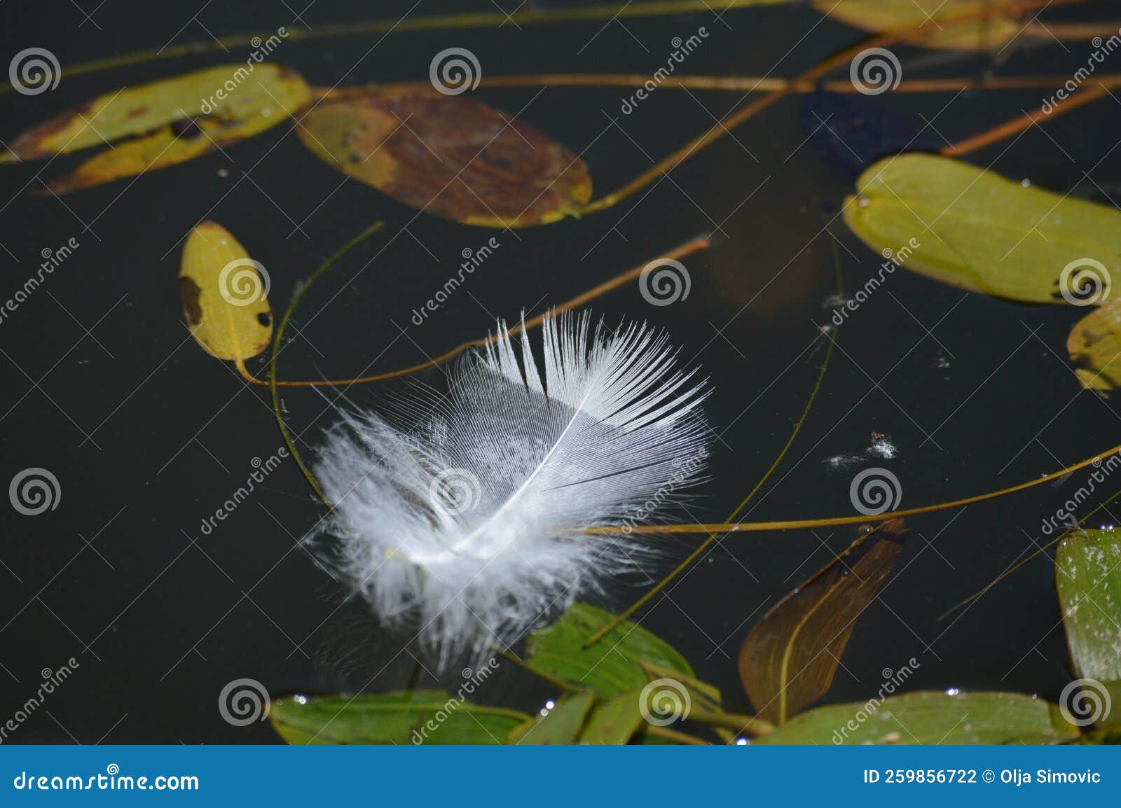Small White Feather on the Surface of the Lake Stock Photo - Image of ...