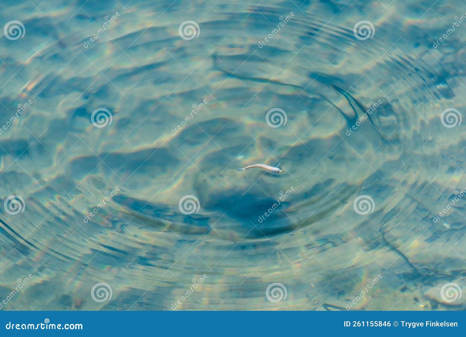 Small White Fish Swimming Around Near the Surface of Glear Blue Water ...