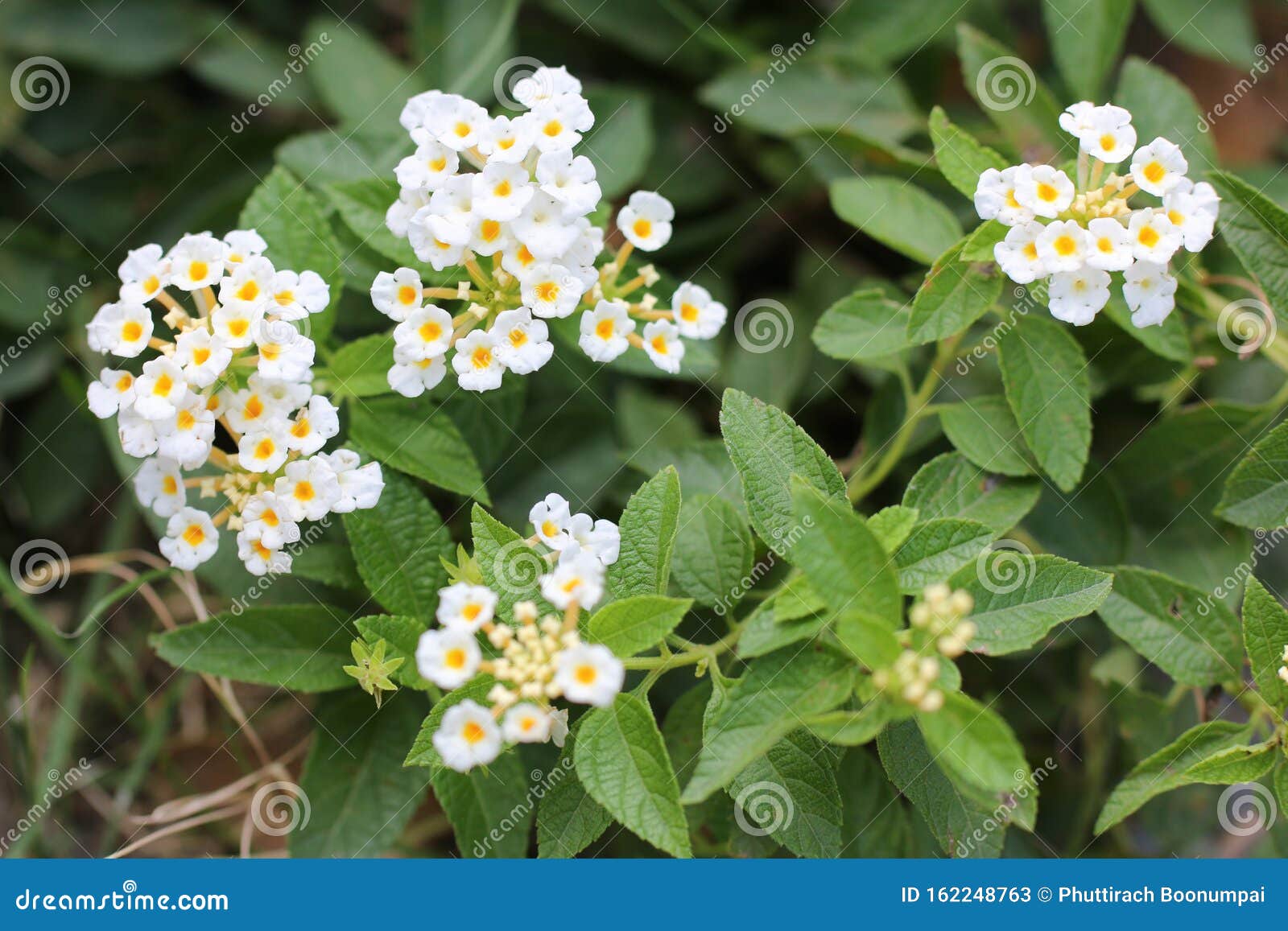 Small white flower stock image. Image of beautiful, mini - 162248763