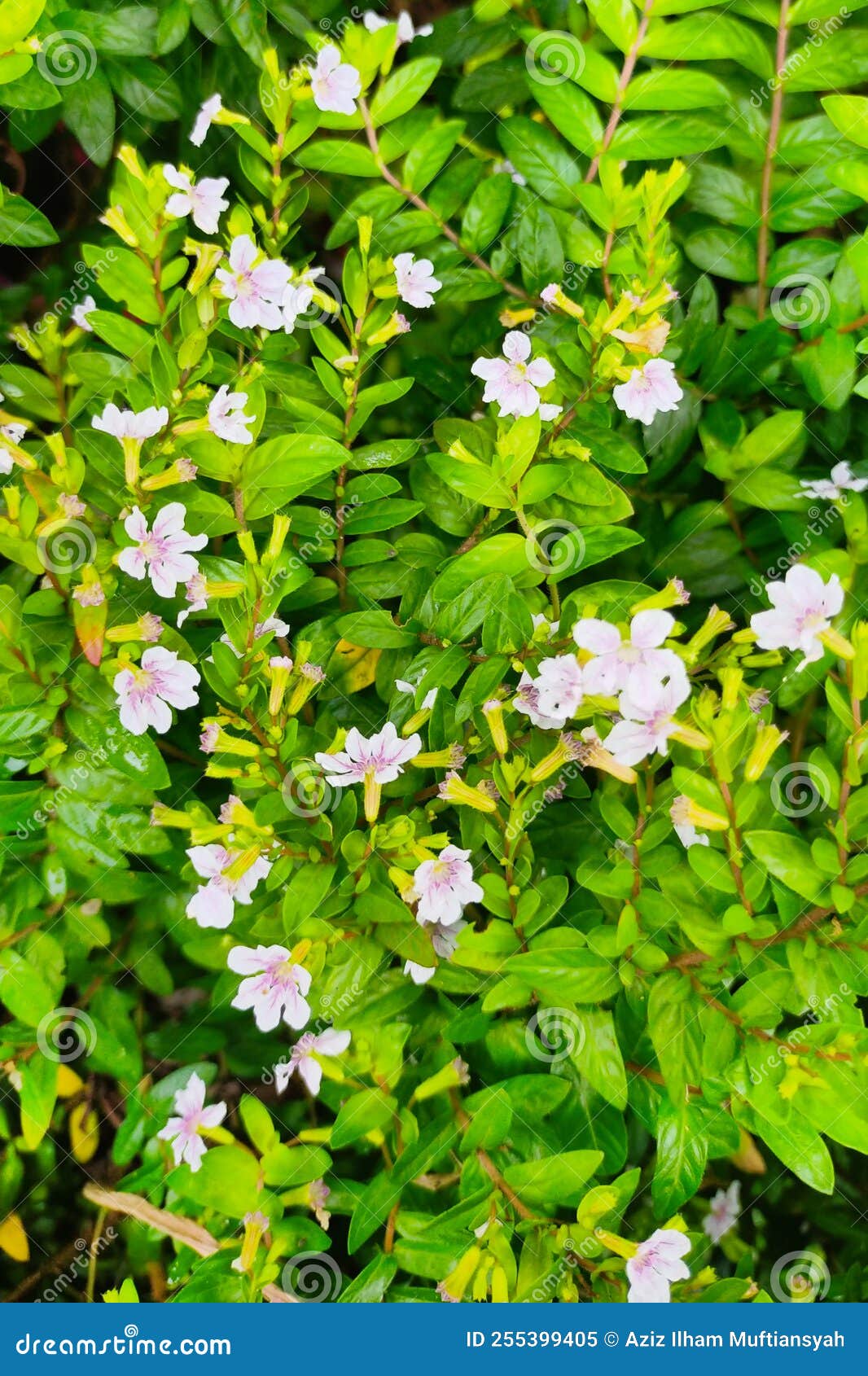 Small white flower stock image. Image of blossom, meadow - 255399405