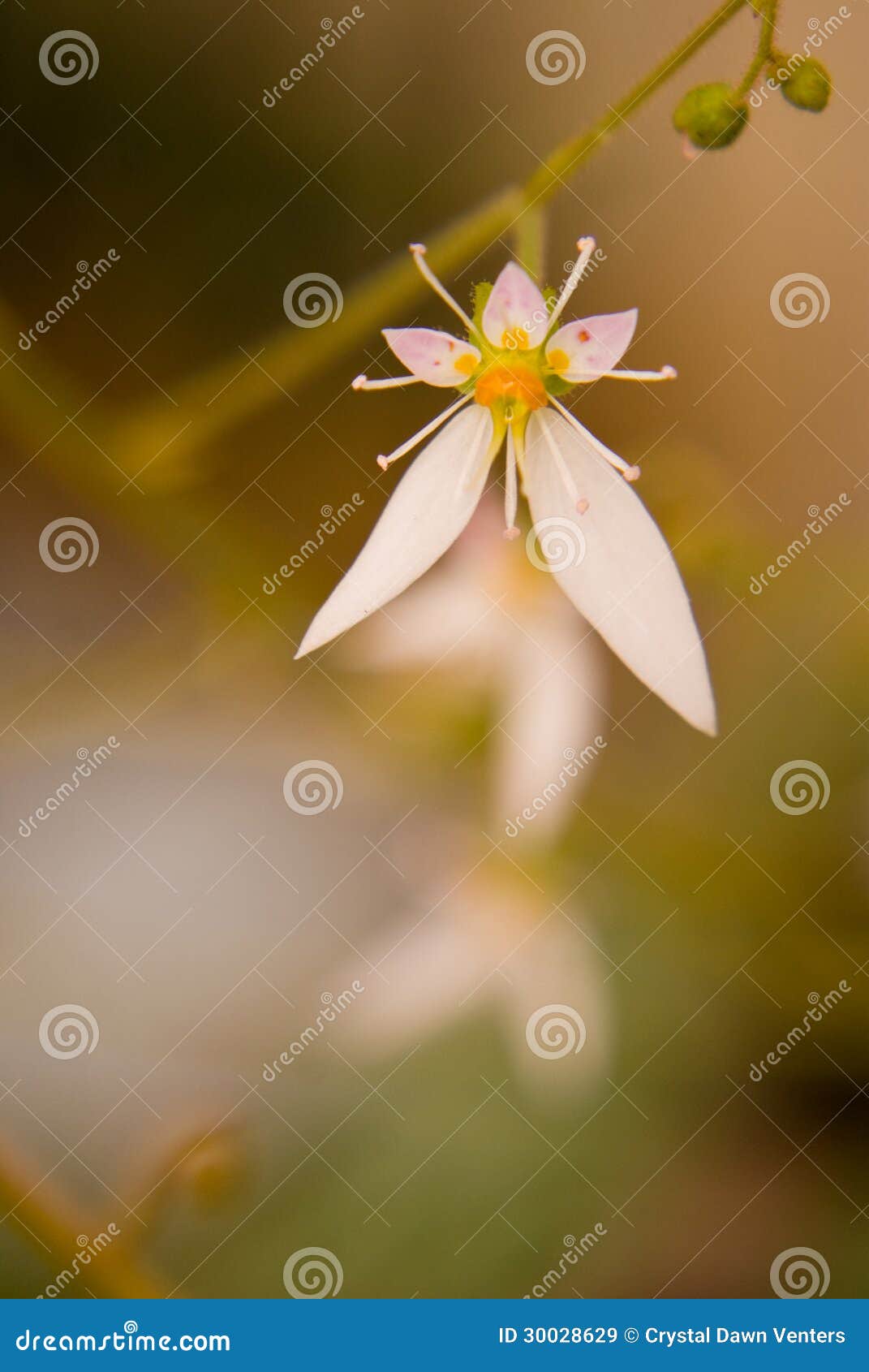 Small White Flower stock image. Image of flora, wildflower - 30028629