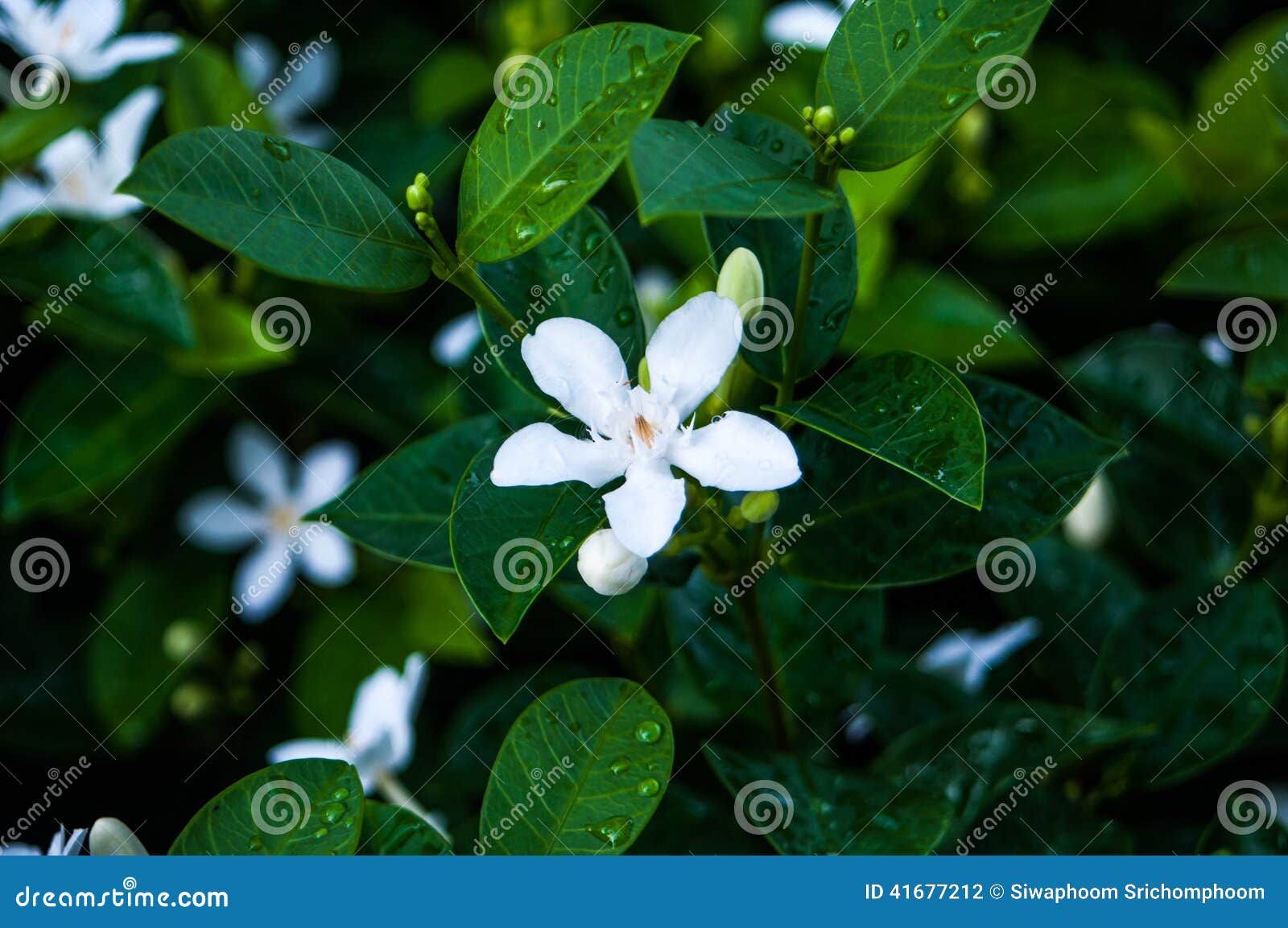Small white flower stock photo. Image of close, foliage - 41677212