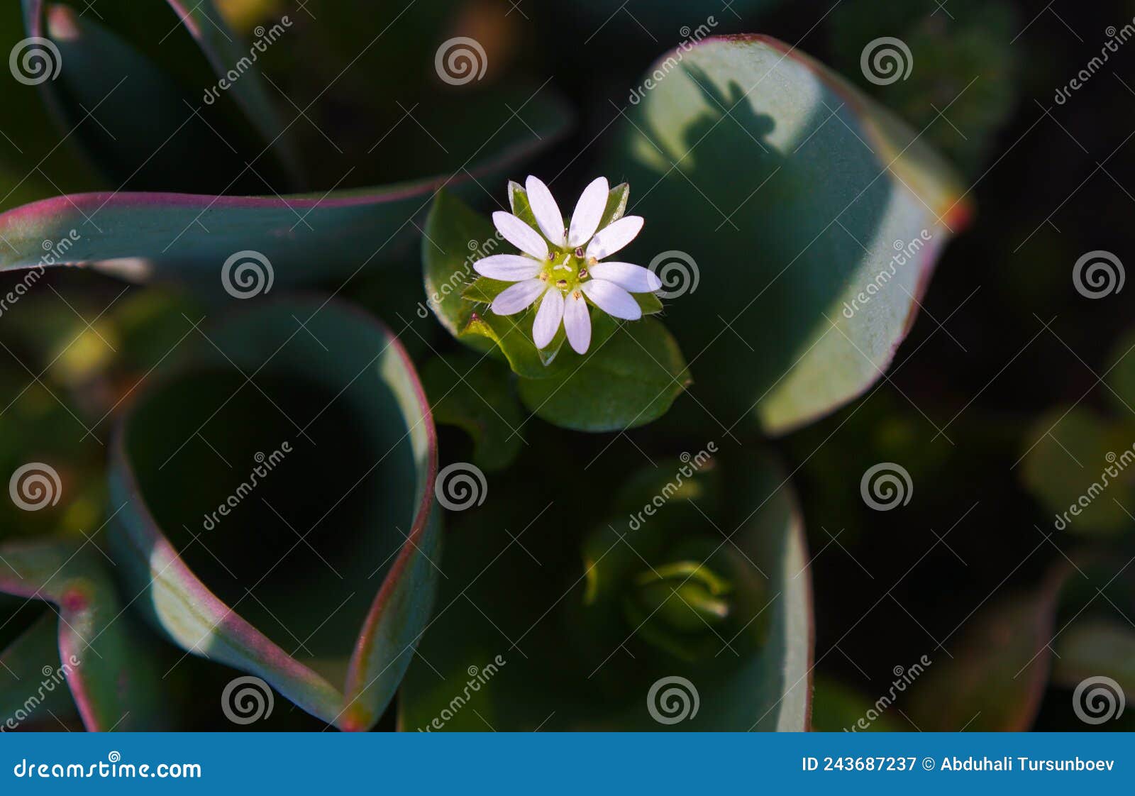 A Small White Flower that is Fully Open Stock Image - Image of white ...