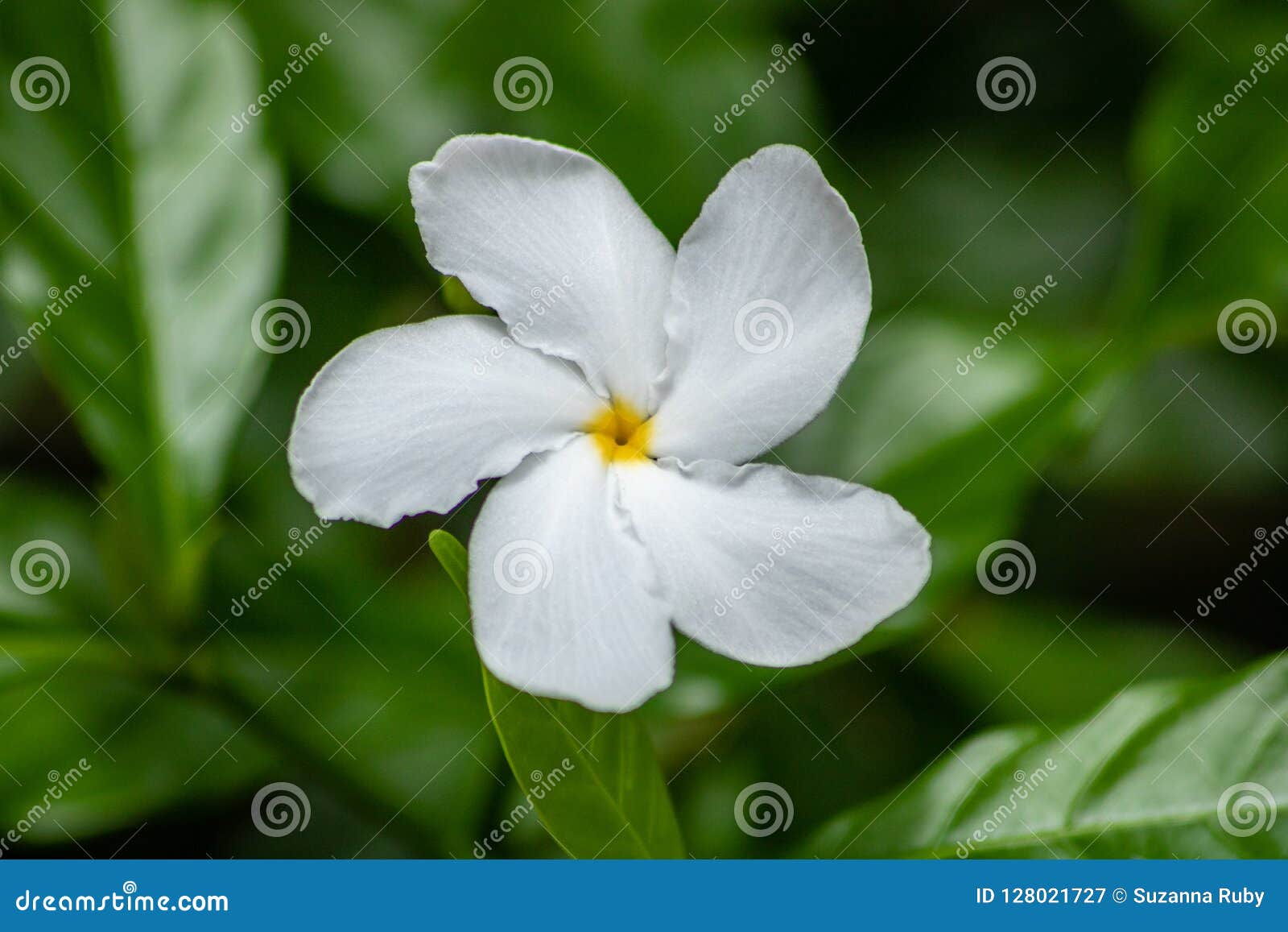 Small white flower stock image. Image of flower, botany - 128021727