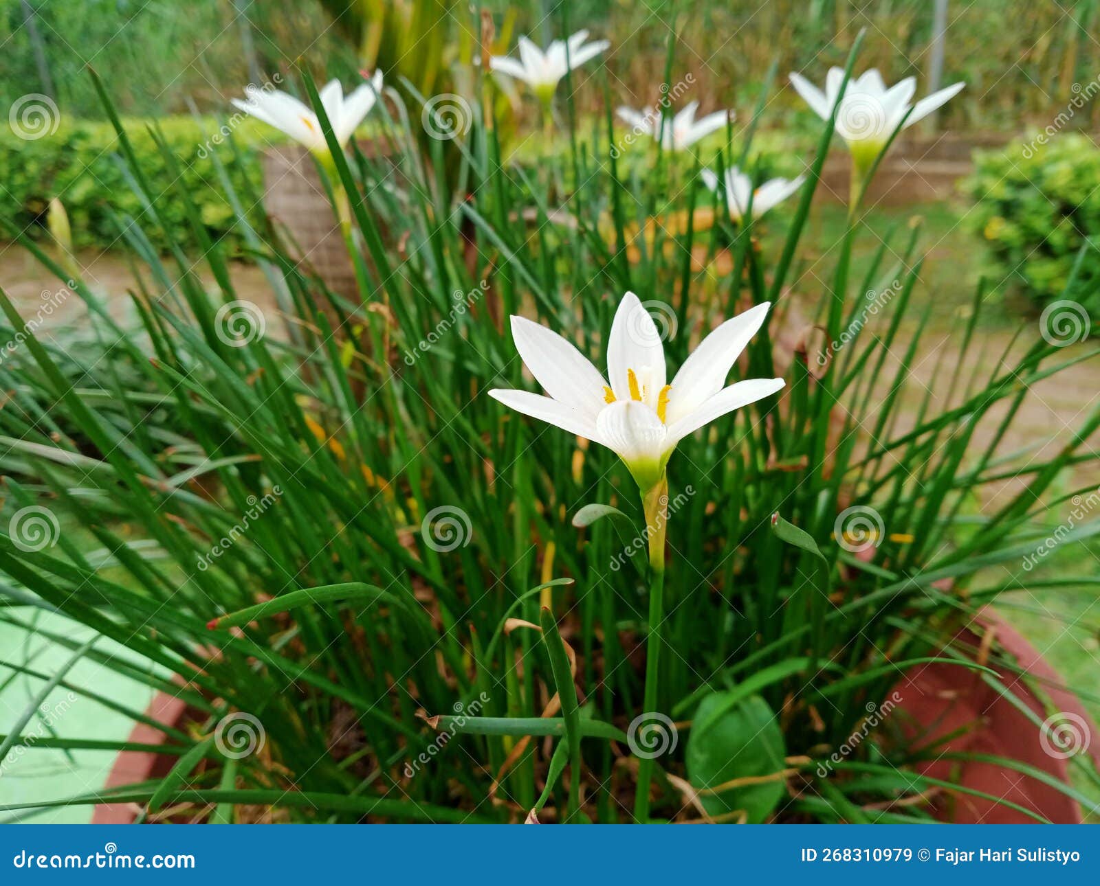Small White Flower in the Shape of a Star that Grows Stock Image ...
