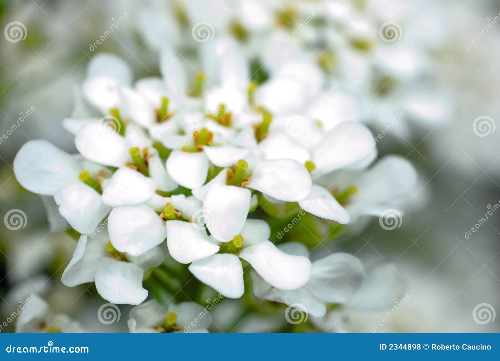 Small, White Flowers In Sumptuous Clusters Along Leafy Spirea Shrub ...