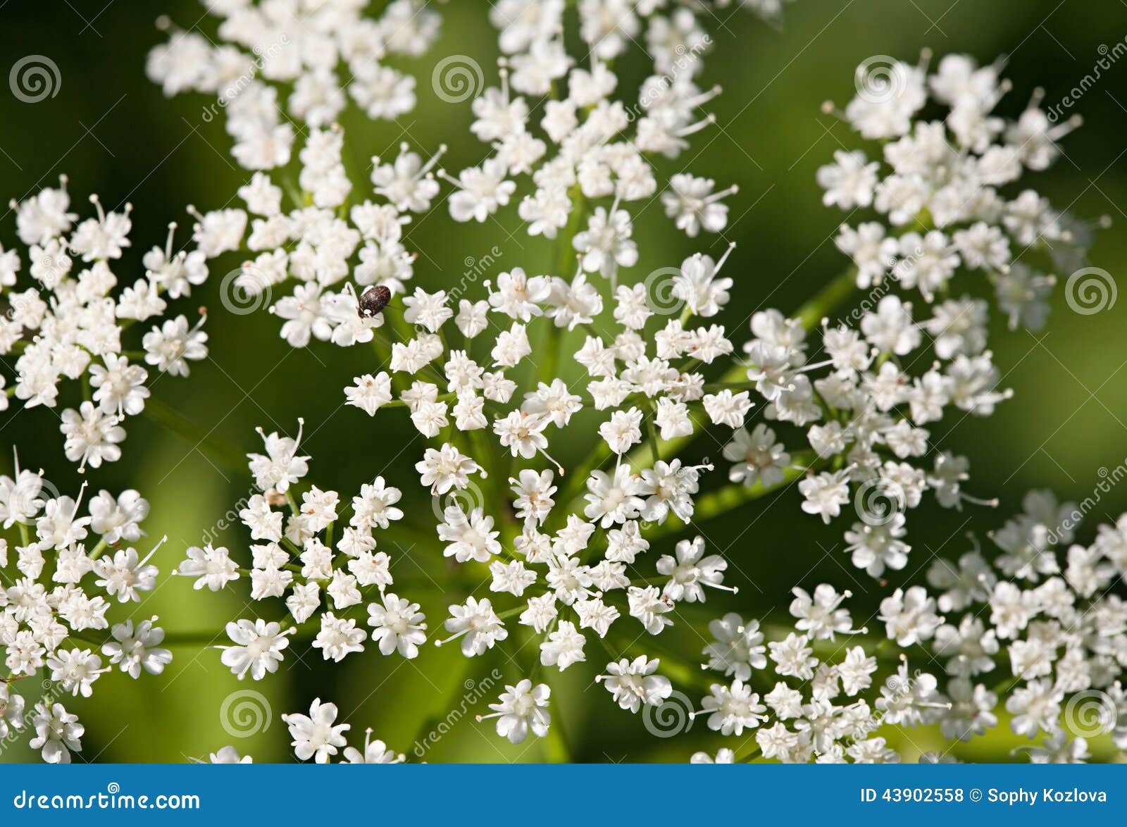 Small white flowers stock photo. Image of background - 43902558