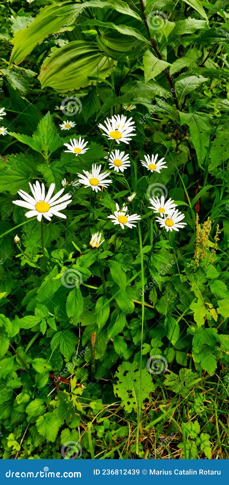 Small White Flowers on the Forest Flor Stock Image - Image of green ...