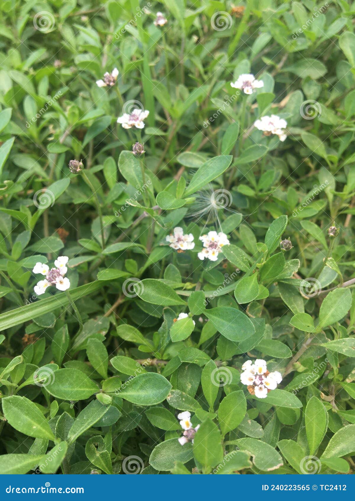 Small White Flowers in the Grass Stock Image - Image of fresh, garden ...