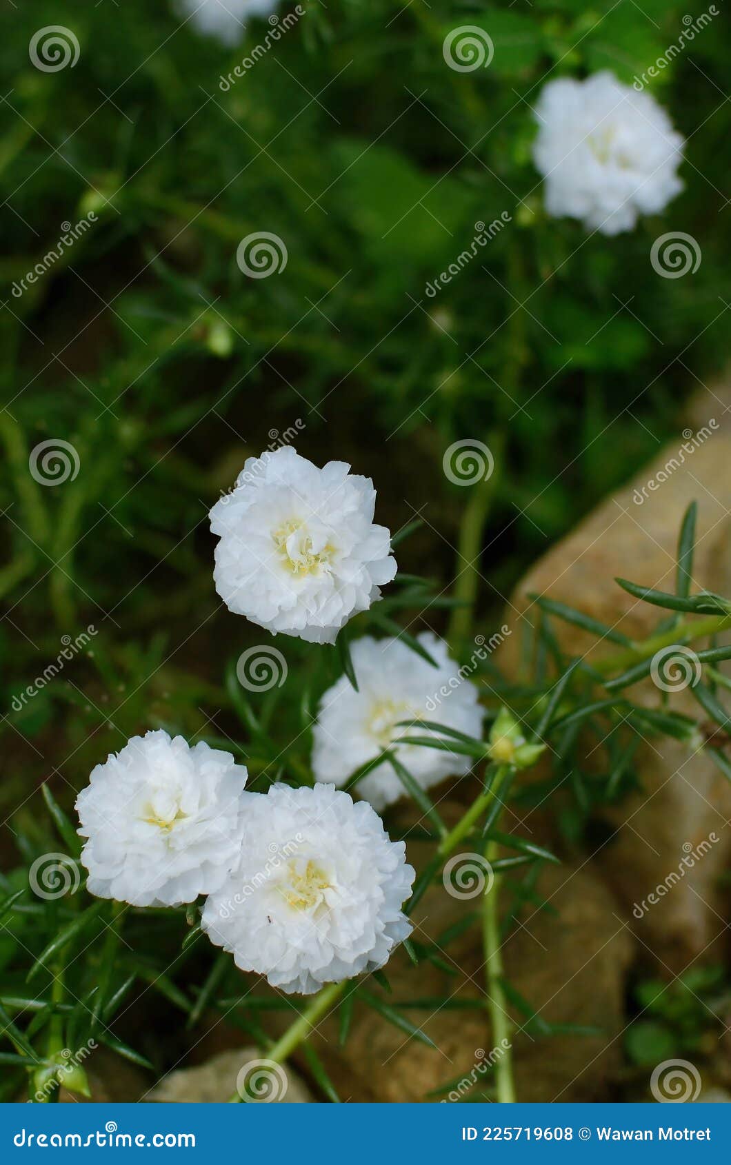 Small White Flowers Like a Cactus with Flowers Like Roses Stock Photo ...
