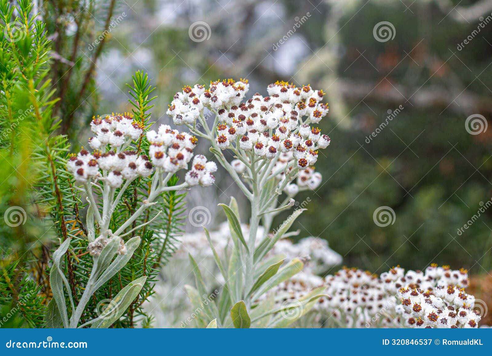 Small White Flowers in the Nature of Madeira Stock Image - Image of ...