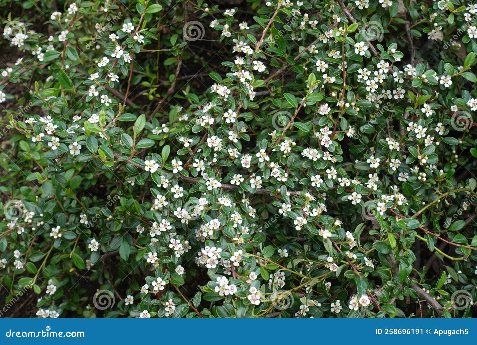 Small White Flowers of Rock Cotoneaster in May Stock Image - Image of ...
