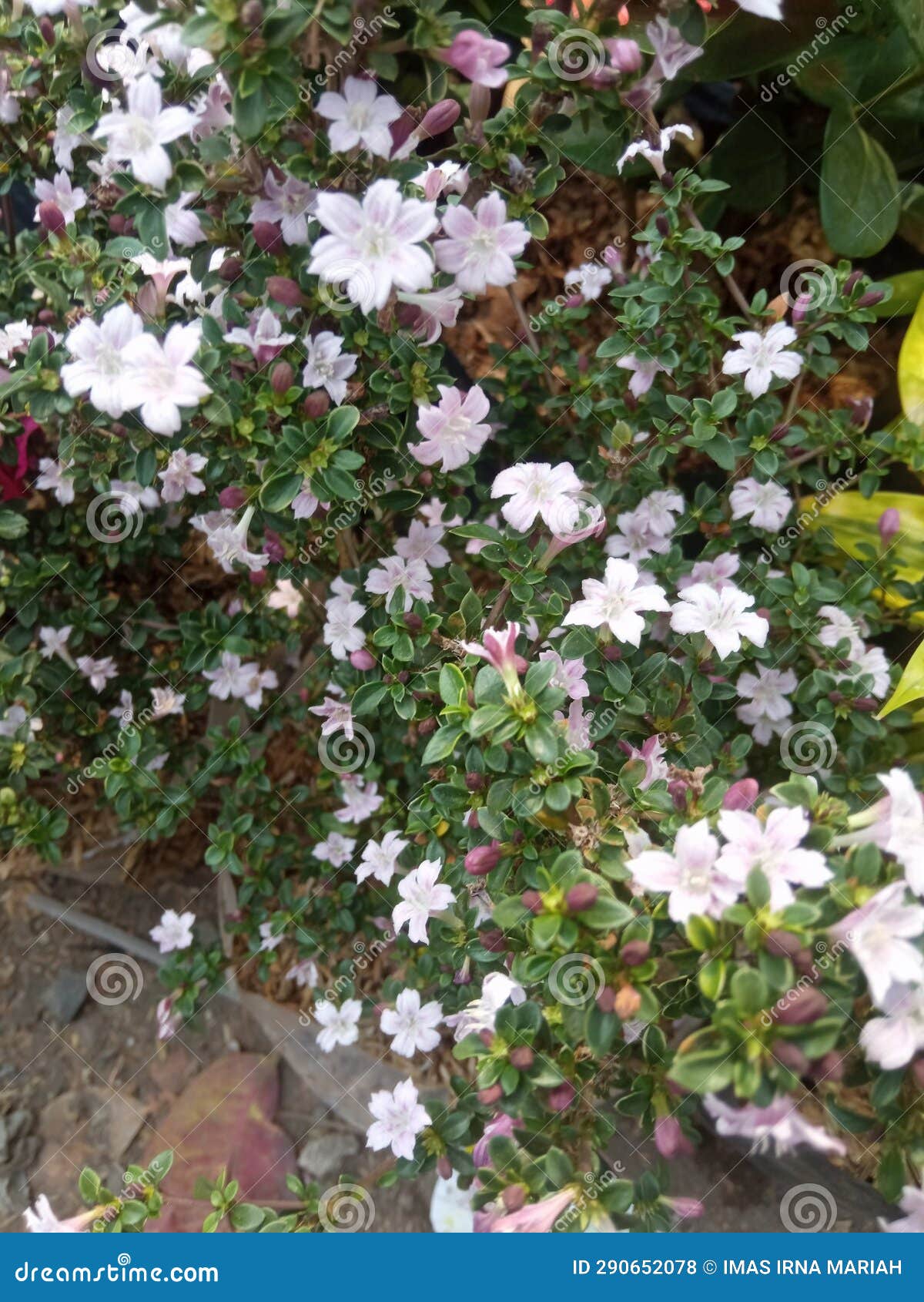 These Small White Flowers Spread Out Like Stars Stock Photo - Image of ...
