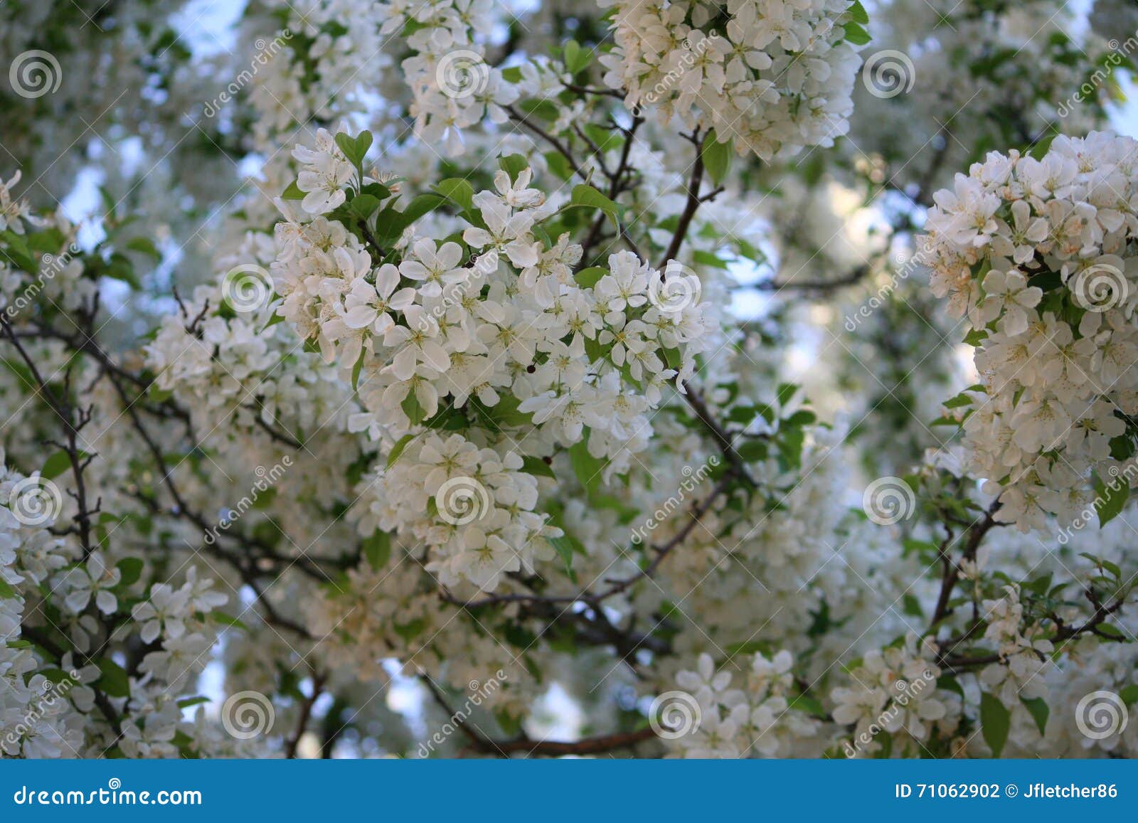 Small White Flowers on a Tree Stock Photo - Image of peaceful, small ...