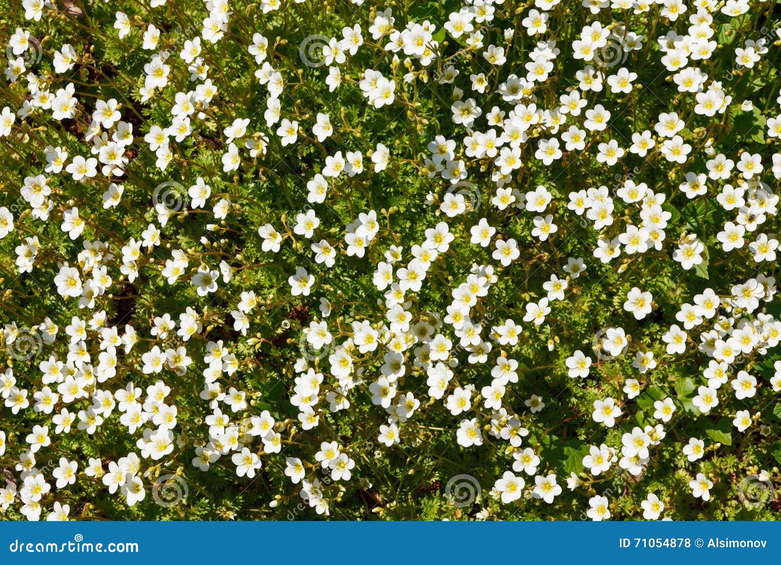Small White Flowers, the View from the Top. Stock Photo - Image of ...