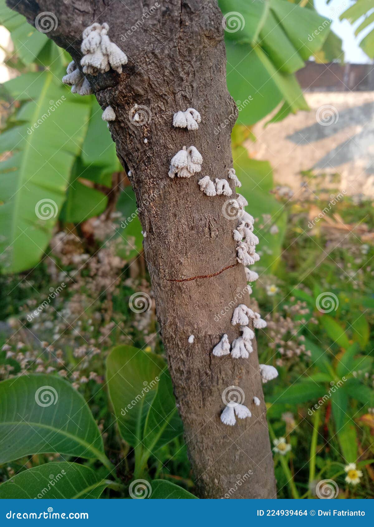 Small White Fungus Sticks To the Mango Tree Trunk Stock Photo - Image ...
