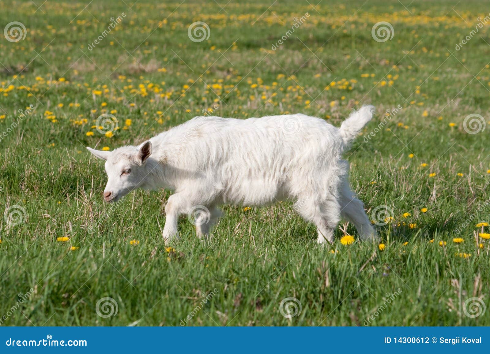 The small white goat stock photo. Image of pasture, domesticated - 14300612