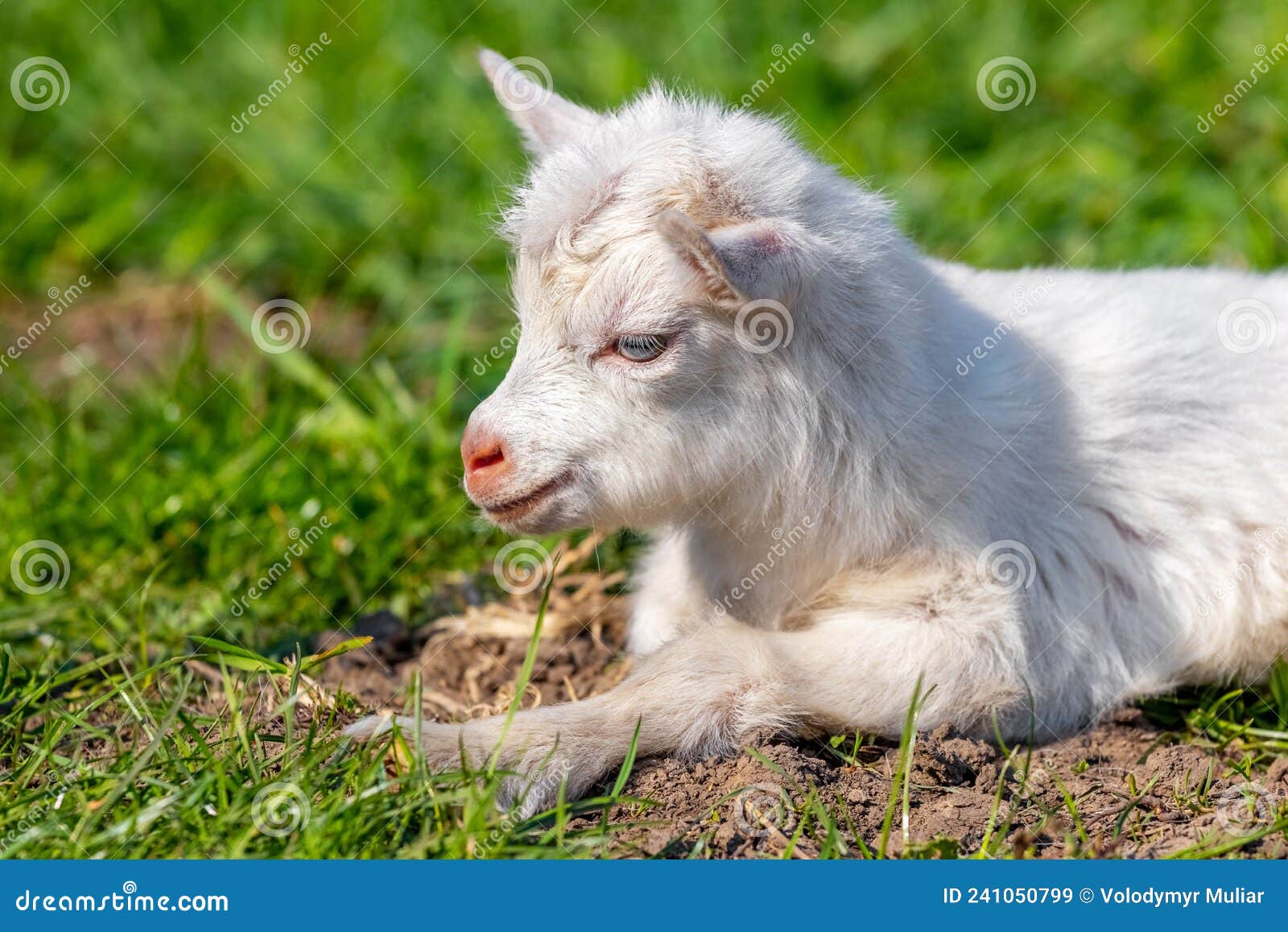 A Small White Goat Lies on the Grass in Sunny Weather Stock Image ...