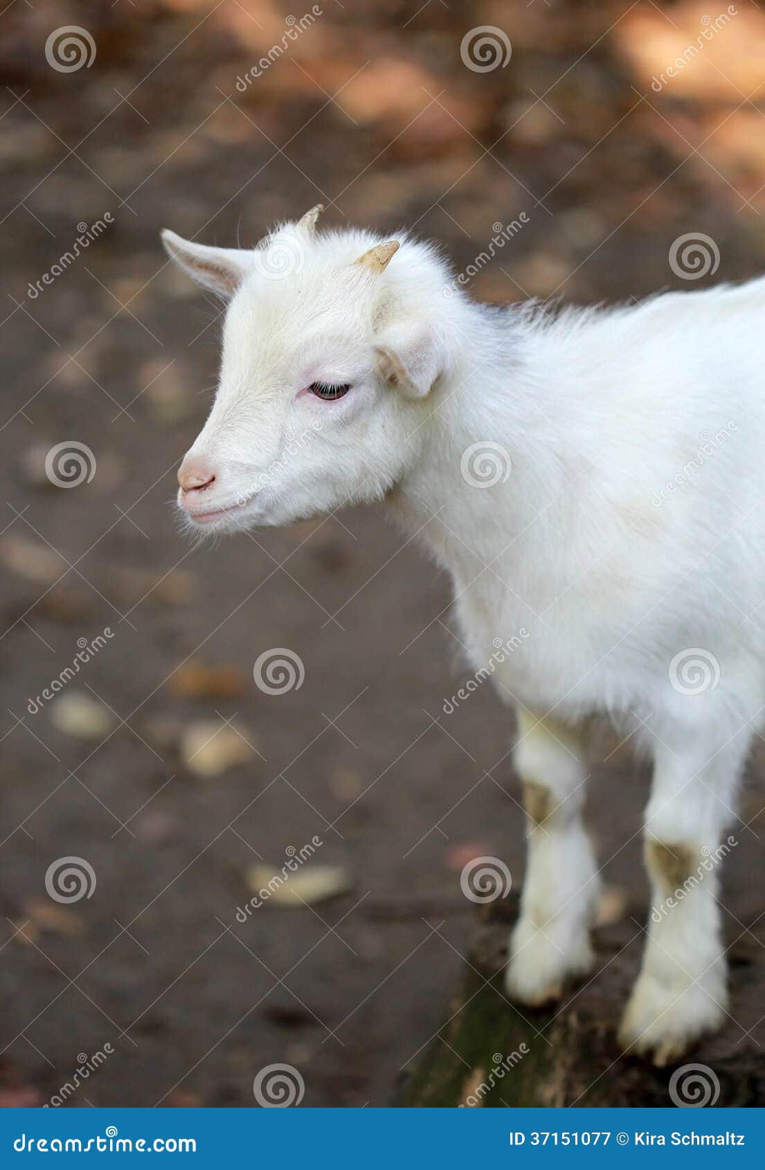 Small white goat stock image. Image of closeup, nature - 37151077