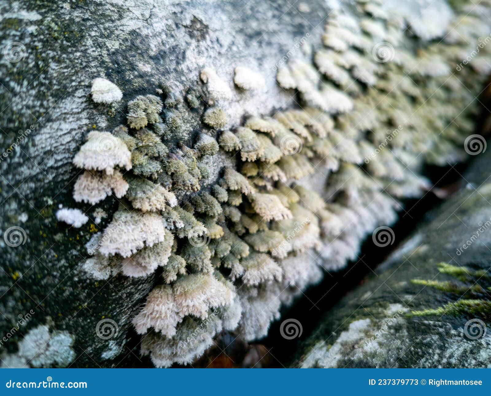Small White and Grey Fungi Sitting on Fallen Tree Trunks and Branches ...